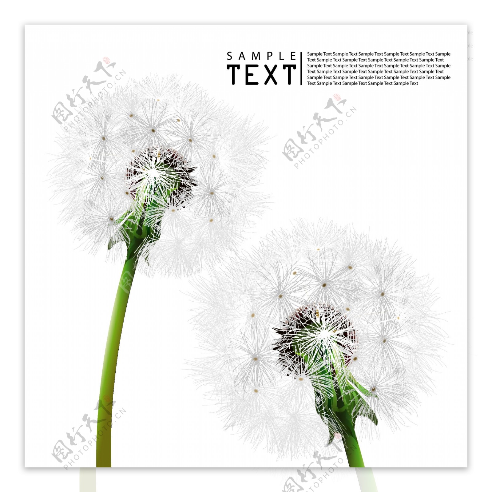 蒲公英矢量素材4图片素材-编号05148351-图行天下