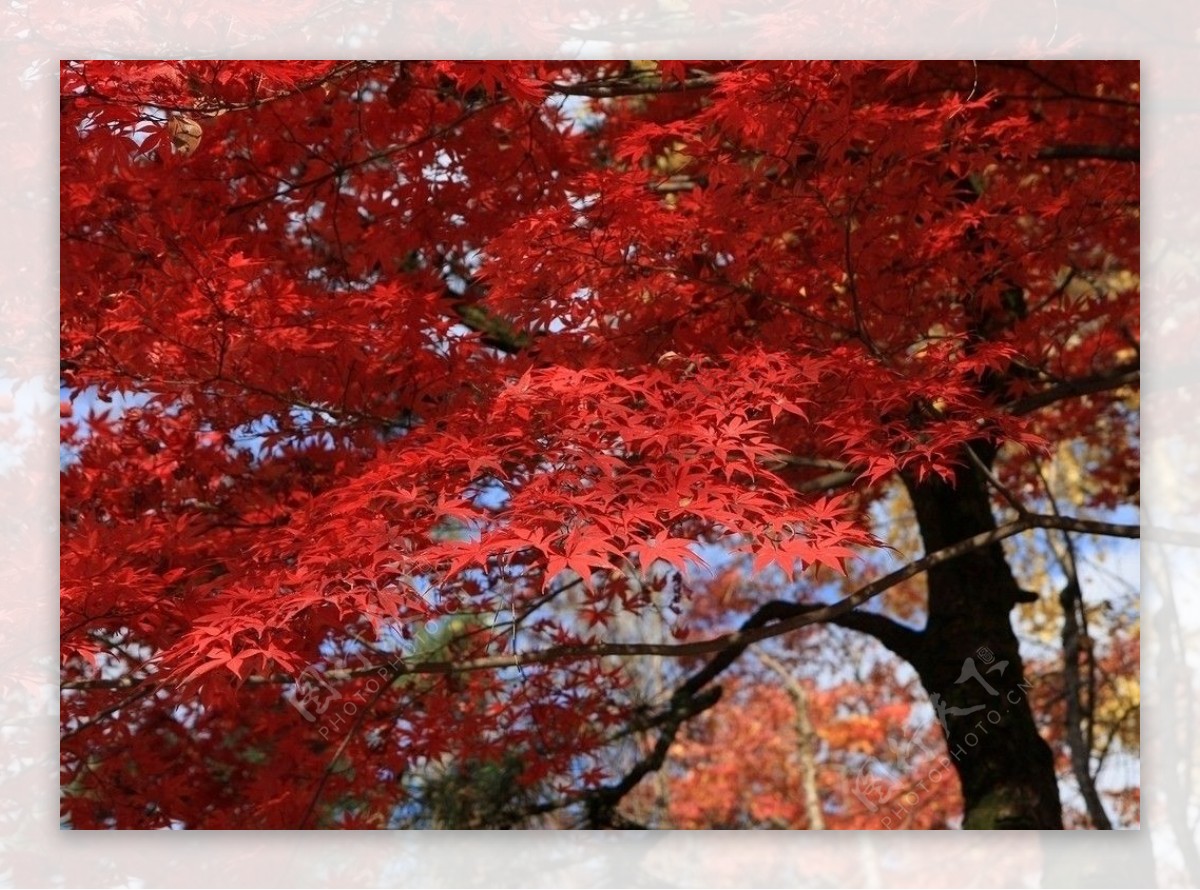 红色的枫叶图片素材-编号09526411-图行天下