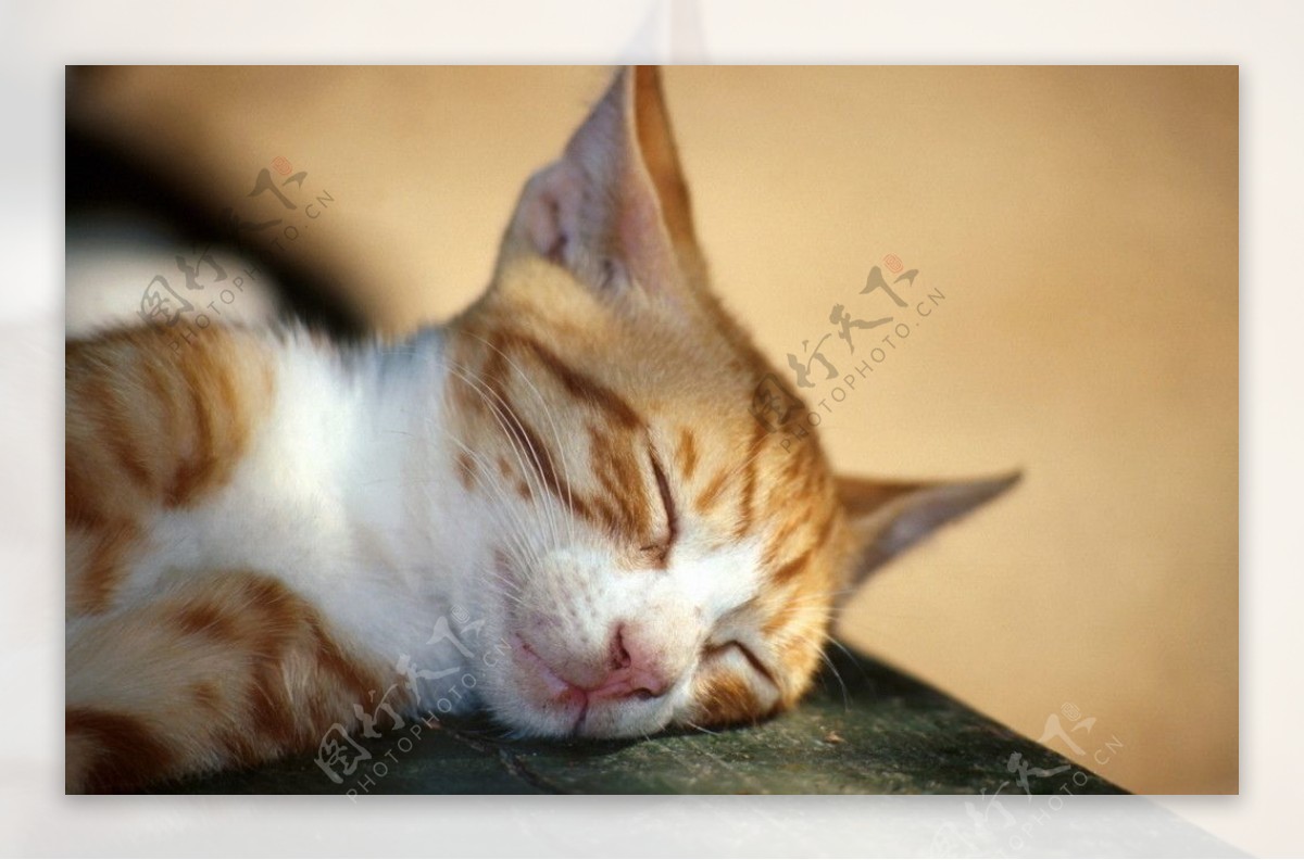 睡觉的猫图片素材-编号09921481-图行天下