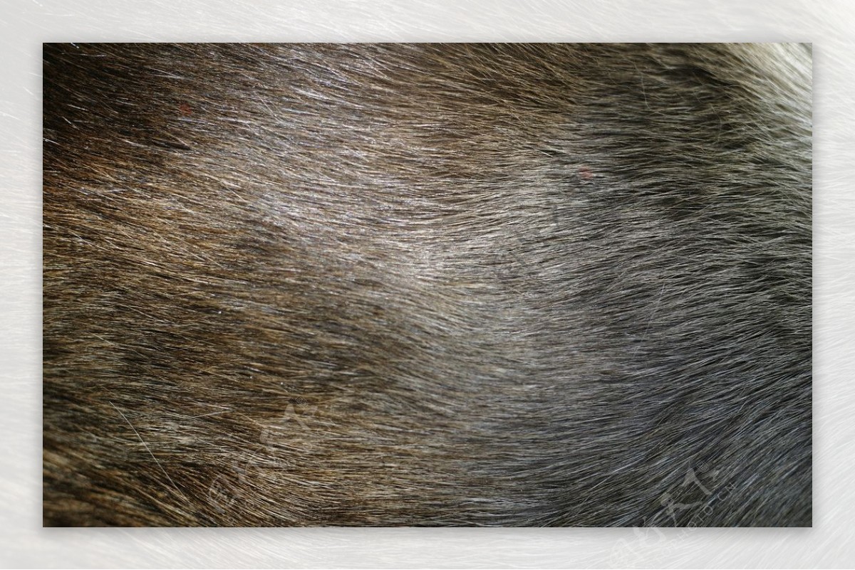 动物毛发狐狸皮毛狗毛图片素材-编号10053001-图行天下