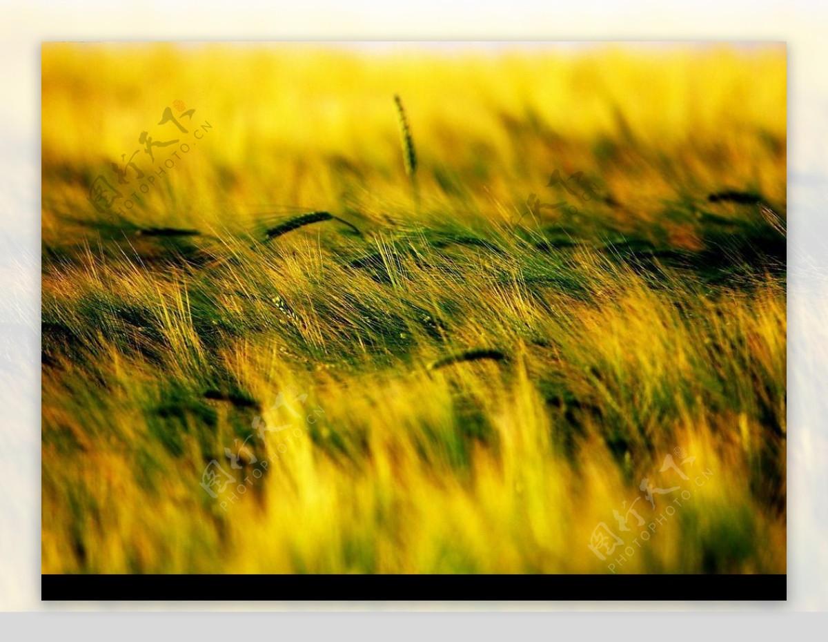 自然图片素材-编号13375051-图行天下