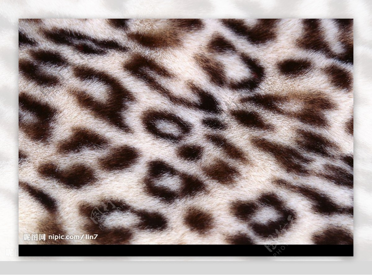 豹纹图片素材-编号13512481-图行天下