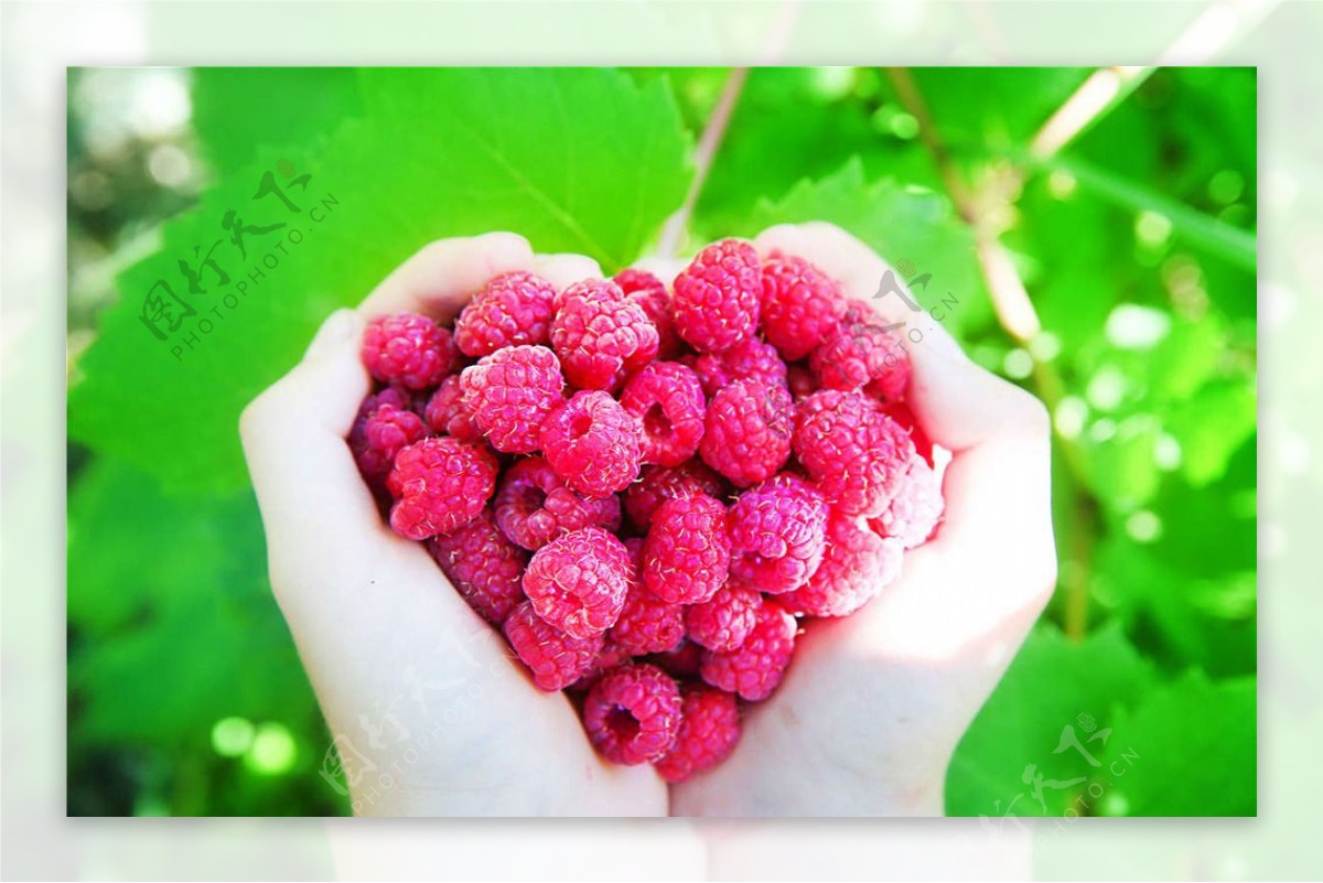 树莓图片素材-编号13524451-图行天下