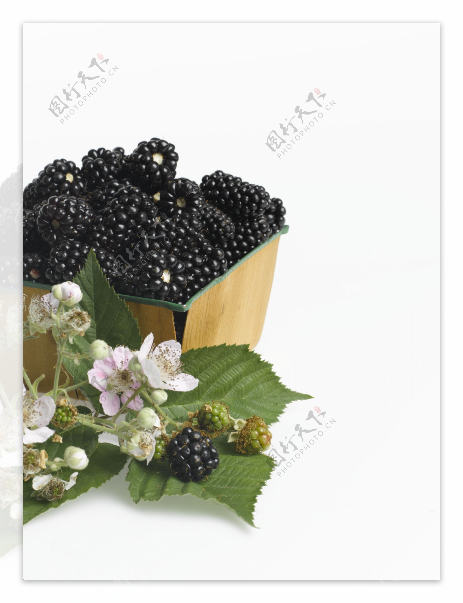 树莓图片素材-编号13786751-图行天下