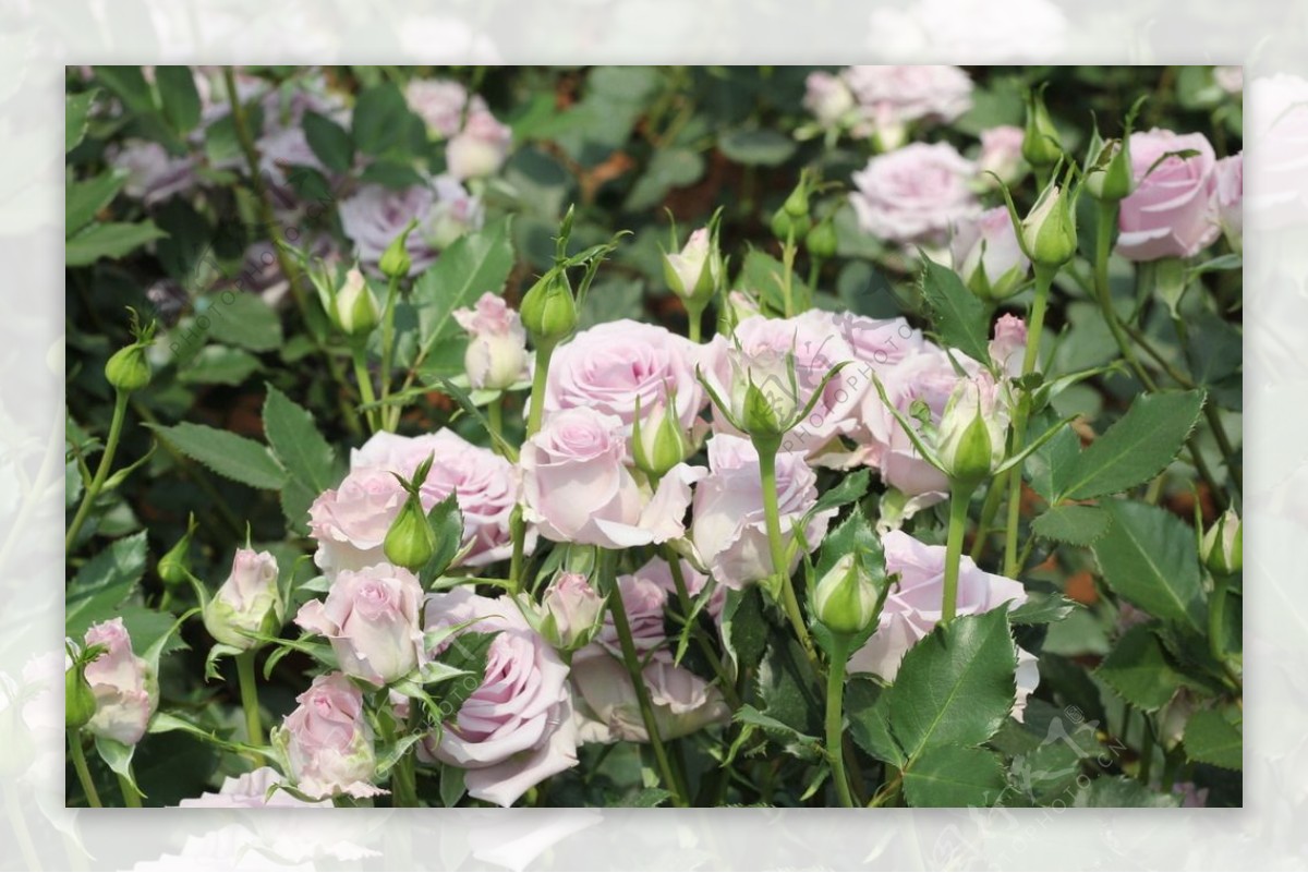 玫瑰花图片素材-编号14504281-图行天下