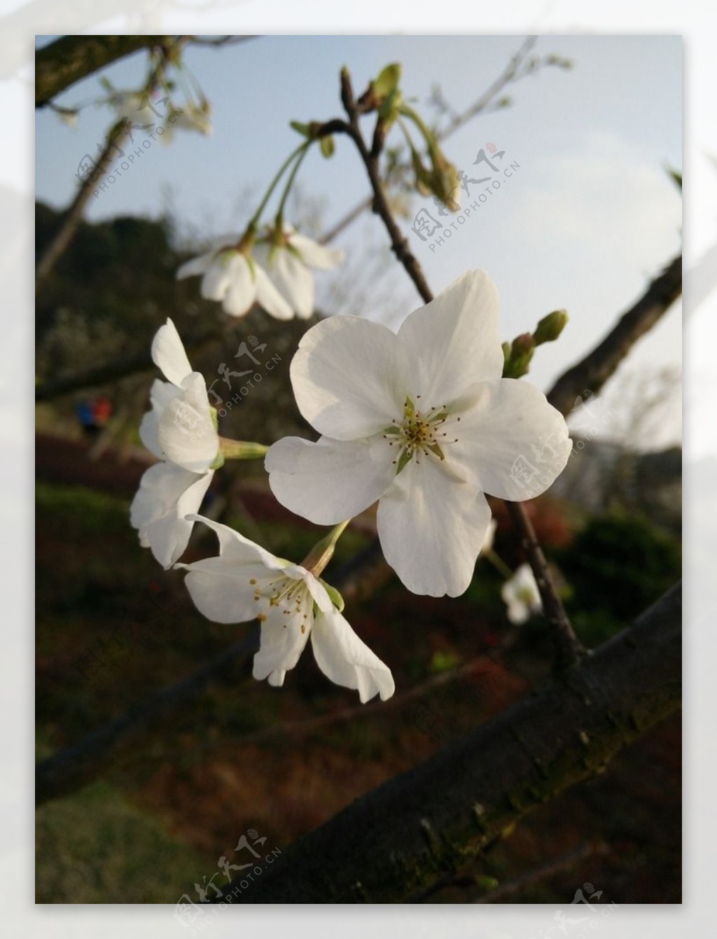 樱花图片素材-编号14528281-图行天下
