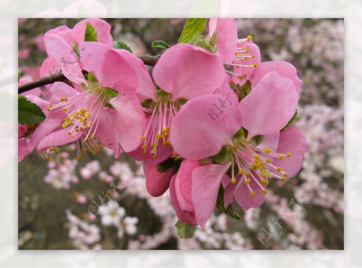 梅花图片素材-编号15305101-图行天下