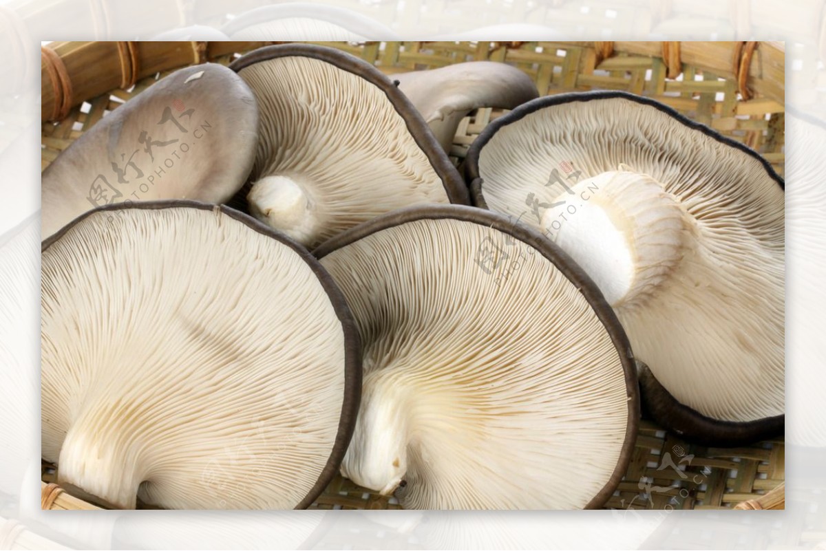 蘑菇图片素材-编号15794821-图行天下