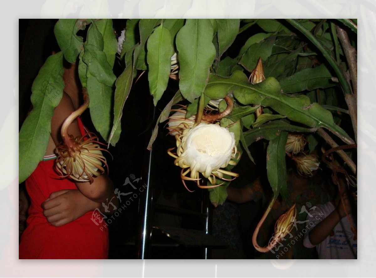 昙花一现图片素材-编号16641781-图行天下