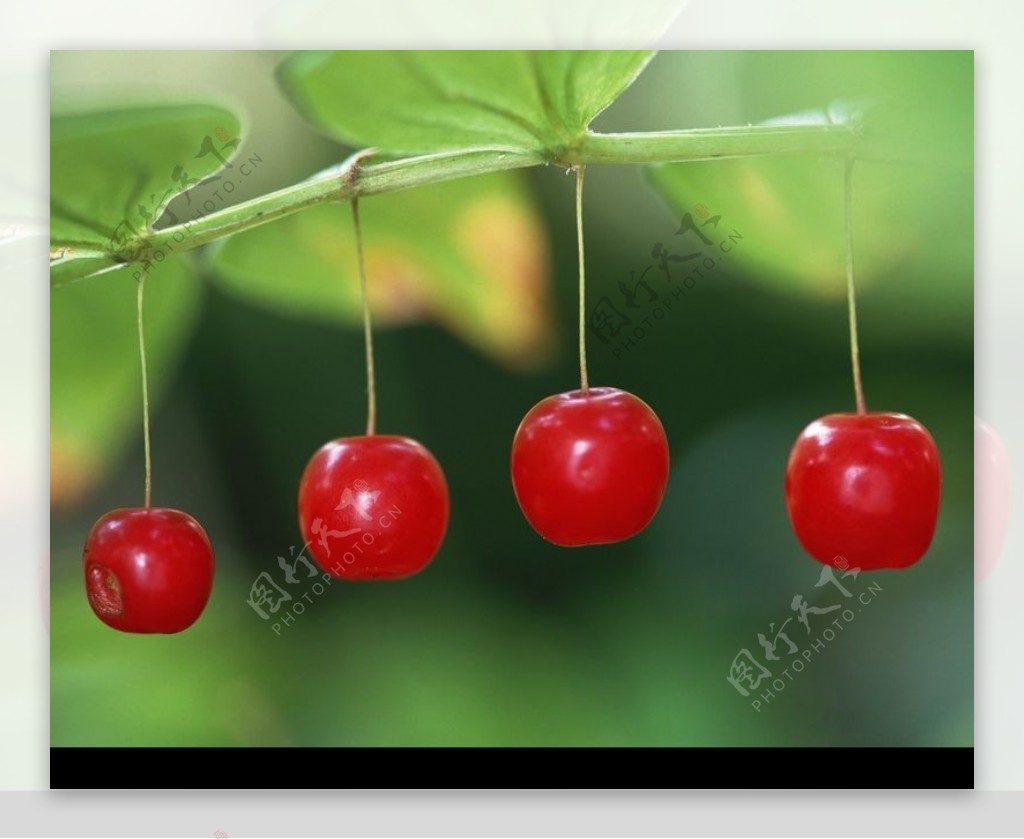 花草世界0063图片素材-编号19987641-图行天下