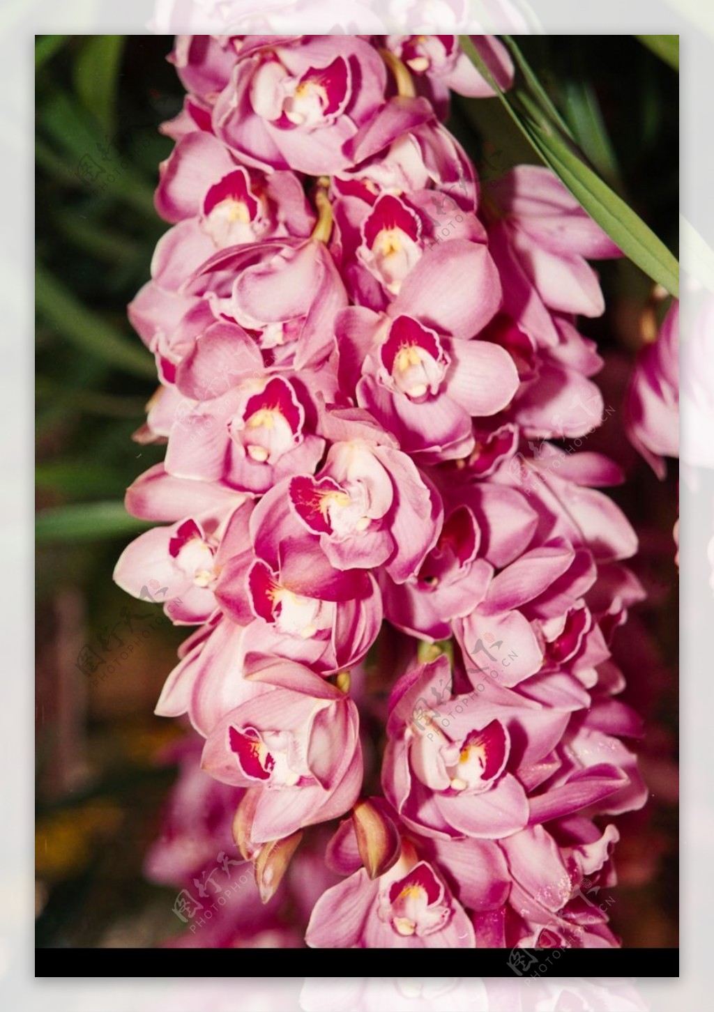 鲜花盛开0269图片素材-编号20025421-图行天下