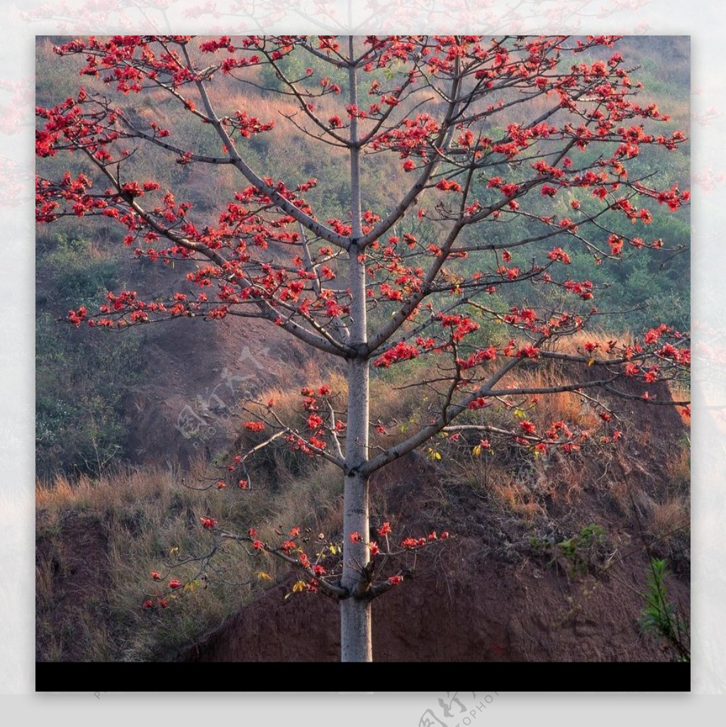 自然风光0104图片素材-编号20029871-图行天下