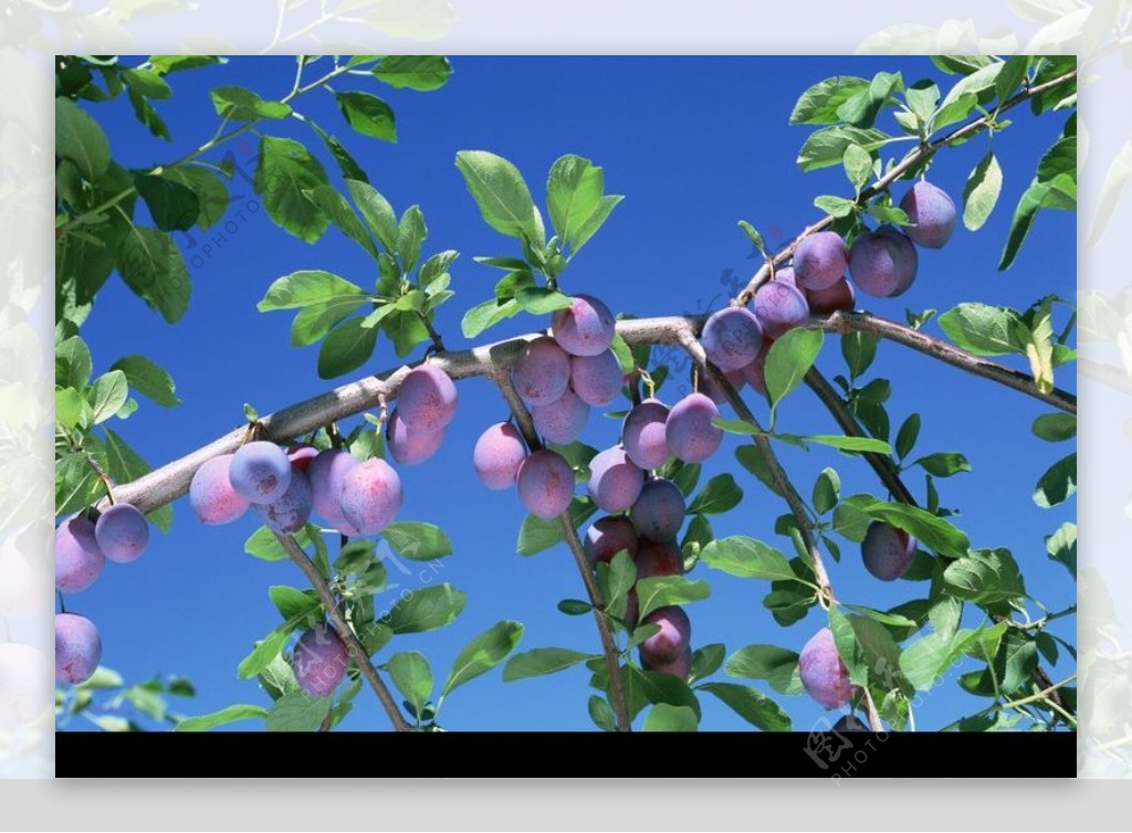 水果天地0033图片素材-编号20231751-图行天下