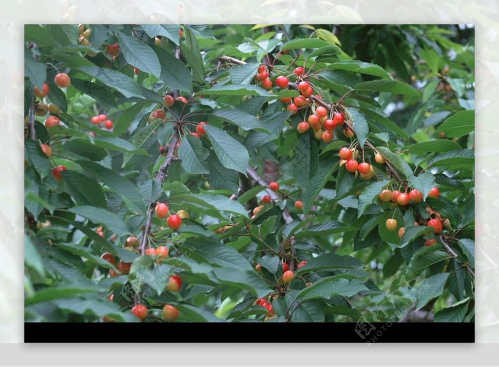 水果天地0189图片素材-编号20233671-图行天下