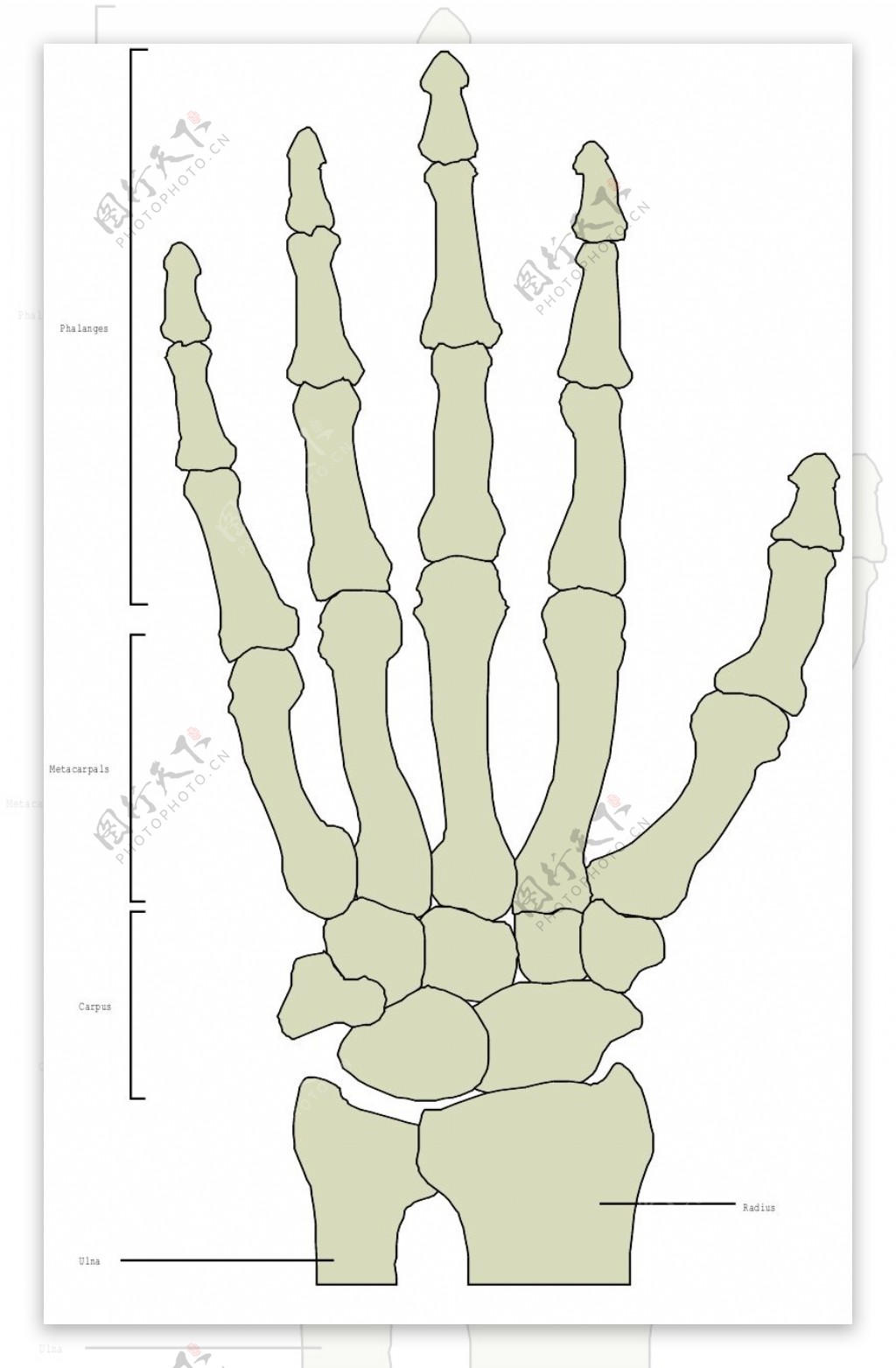骨骼0069图片素材-编号20523171-图行天下