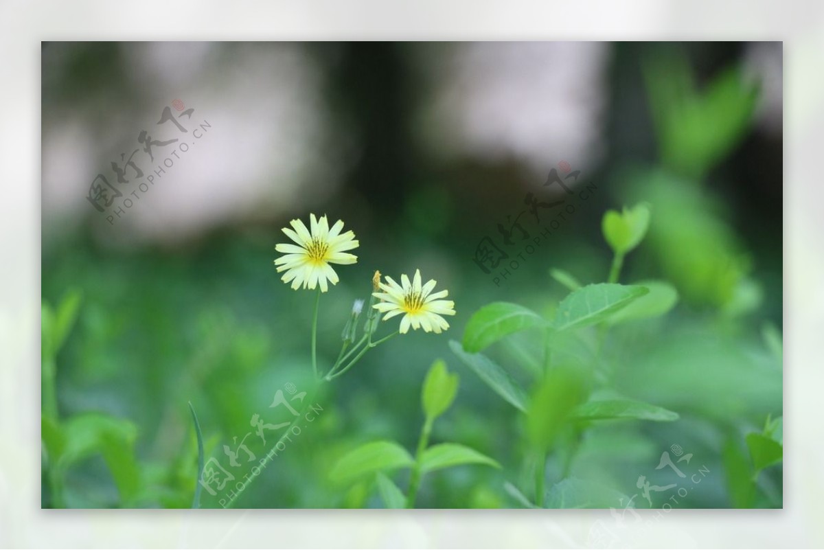 小野花图片素材-编号23715461-图行天下