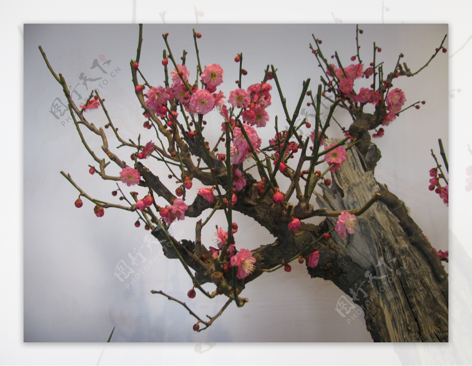 梅花图片素材-编号23893001-图行天下