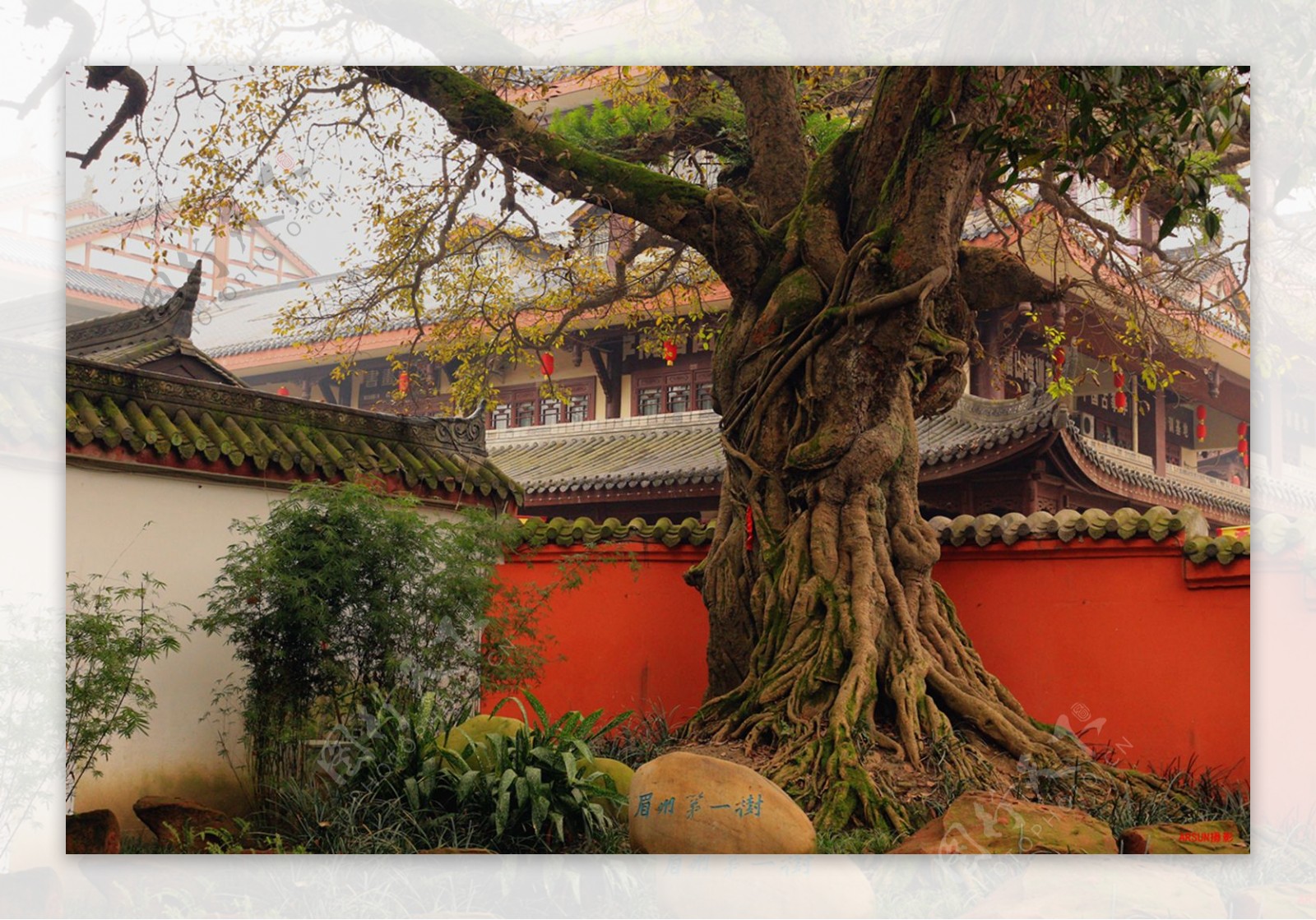 眉州第一树图片素材-编号24226101-图行天下