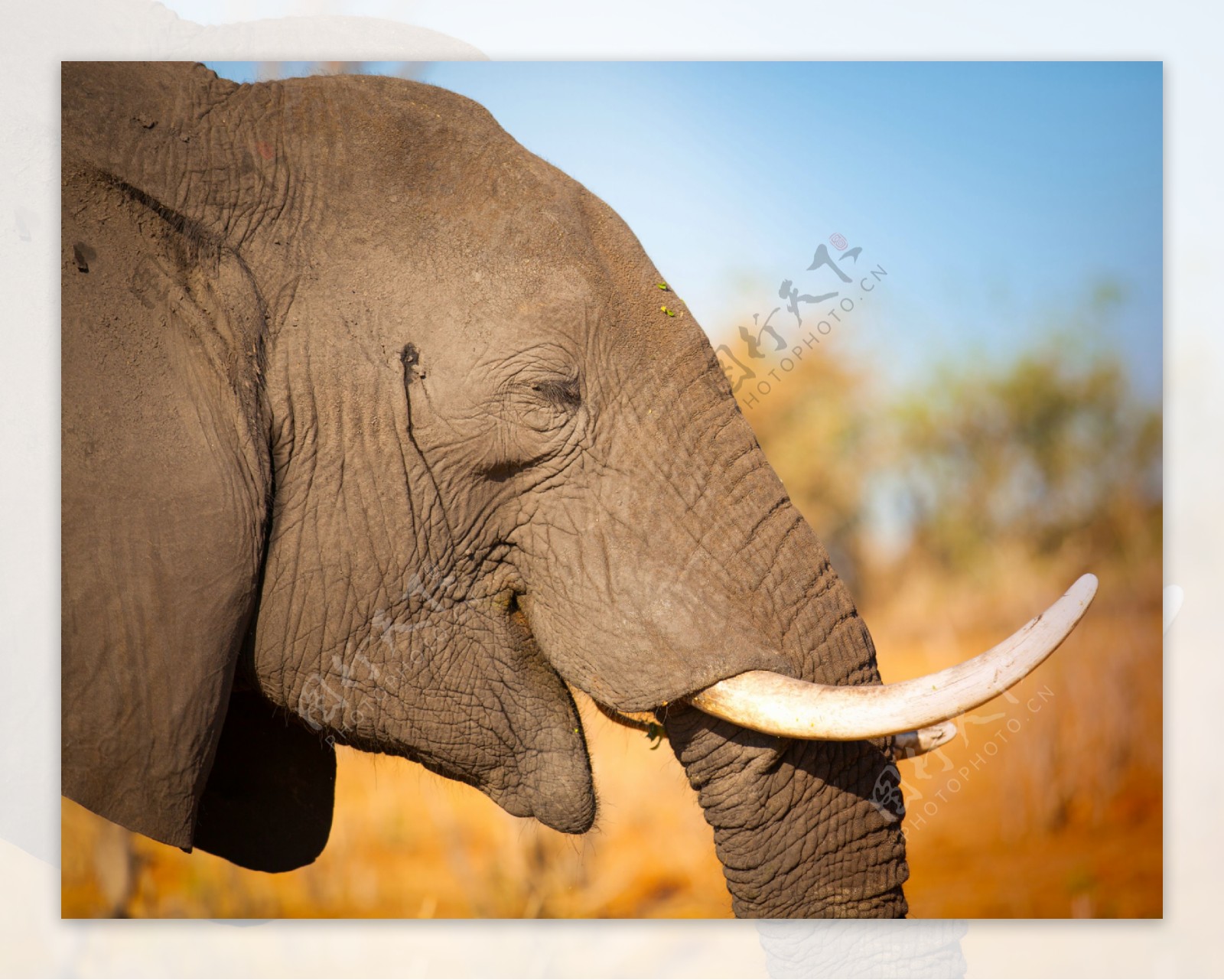 大象象牙摄影图片素材-编号24929781-图行天下