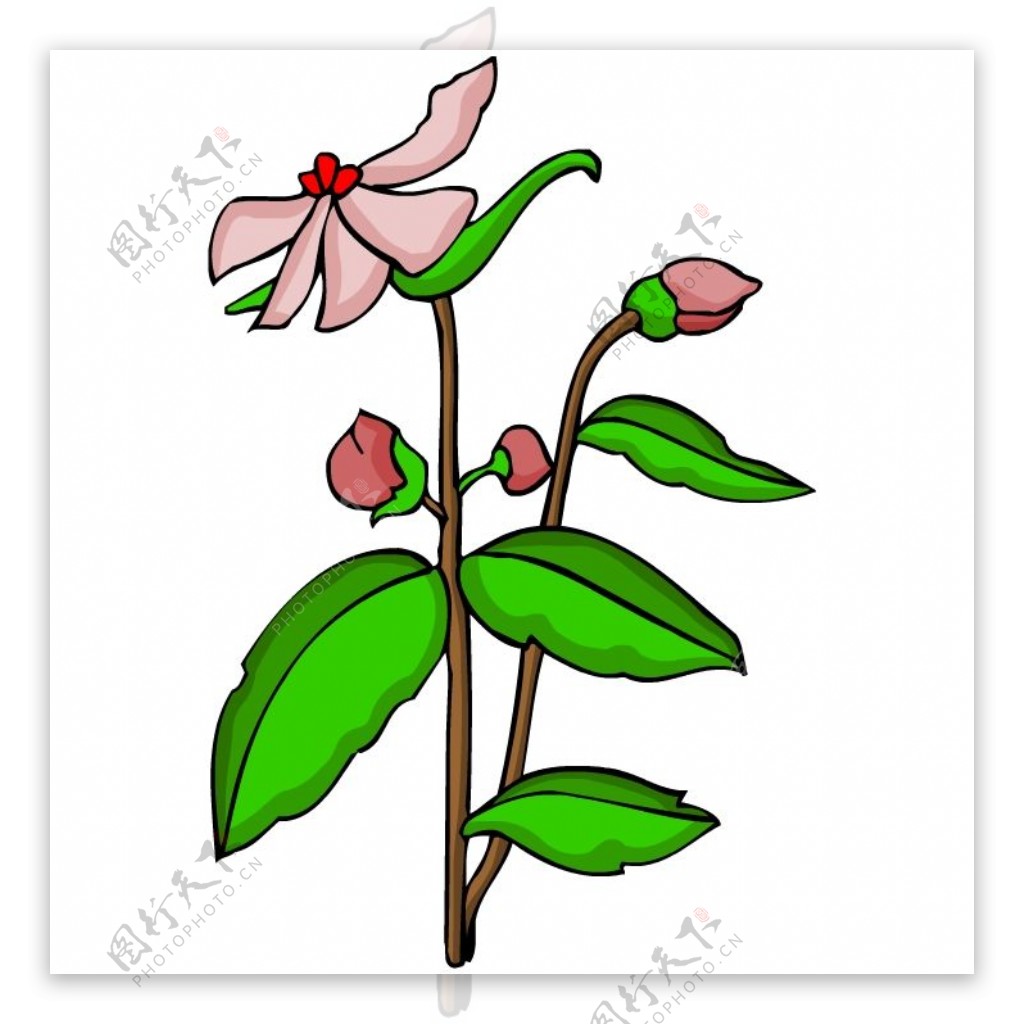 花卉古典插画图片素材-编号25747581-图行天下 花卉古典插画图片素材-编号25747581-图行天下