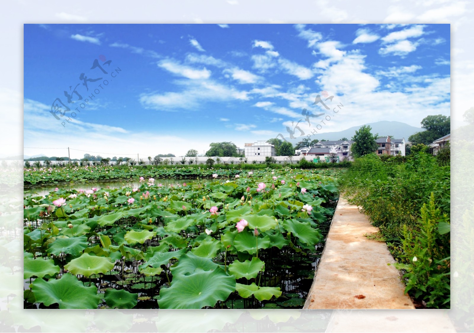 荷花蓝天白云图片素材-编号27270381-图行天下