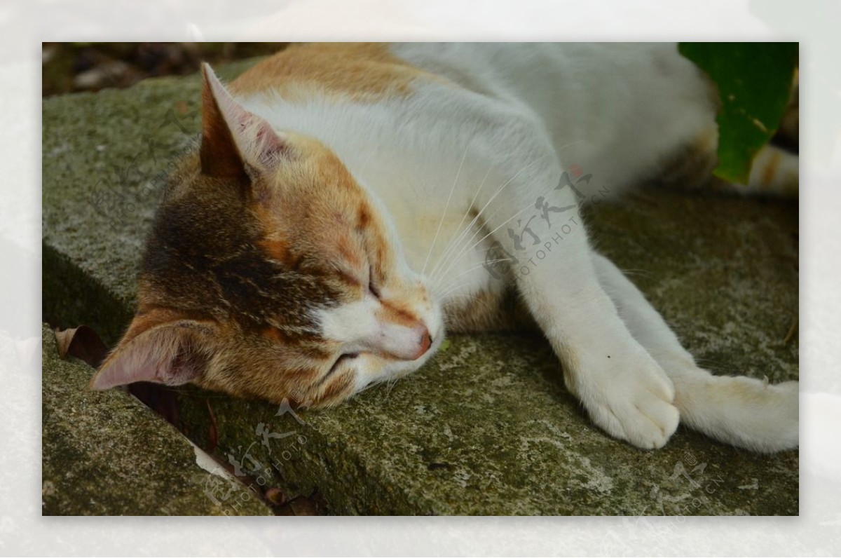 睡觉的猫图片素材-编号28885011-图行天下