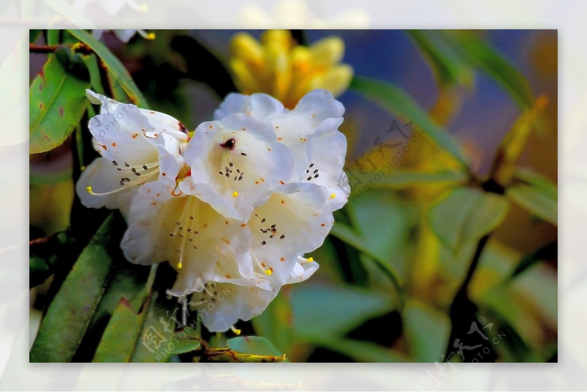 瓦屋山高山杜鹃图片素材-编号29148811-图行天下