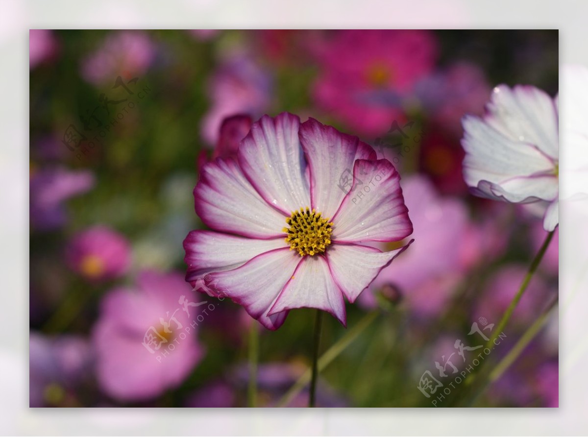 淮安柳树湾格桑花图片素材-编号30176201-图行天下