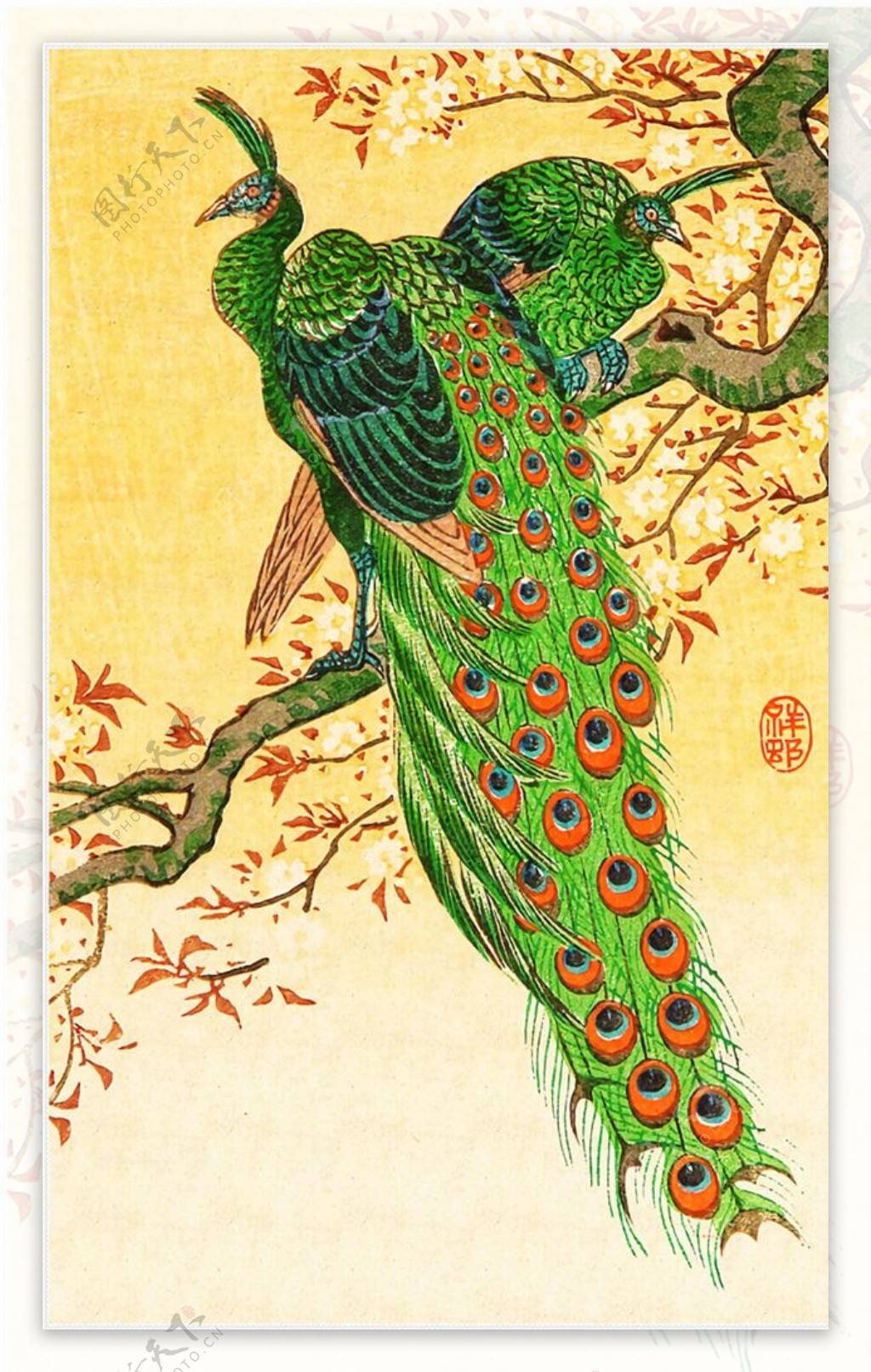 孔雀图片素材-编号30821961-图行天下