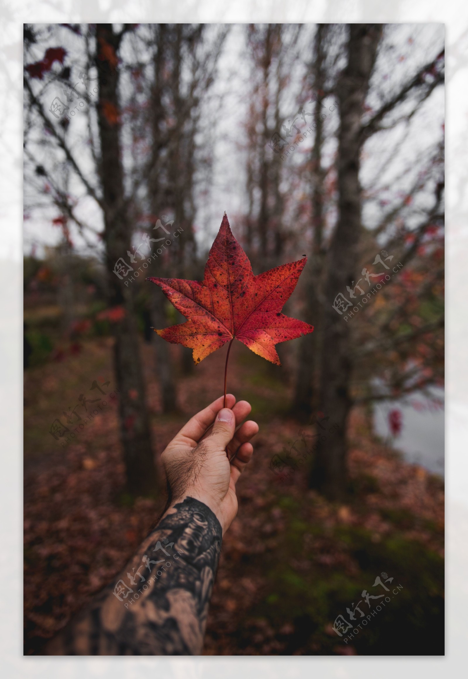 红色枫叶图片素材-编号33185121-图行天下