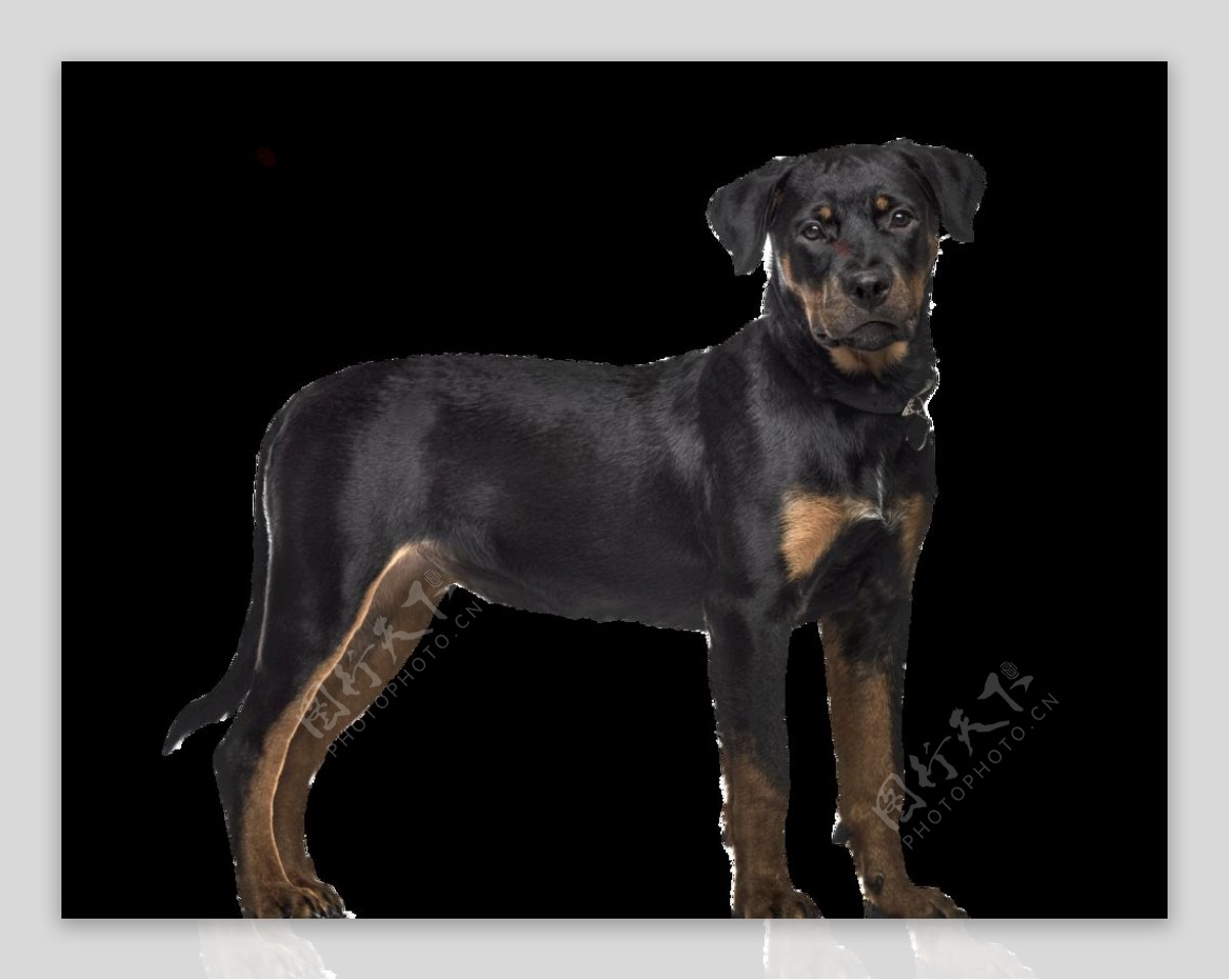 宠物狗高清抠图图片素材-编号33474701-图行天下
