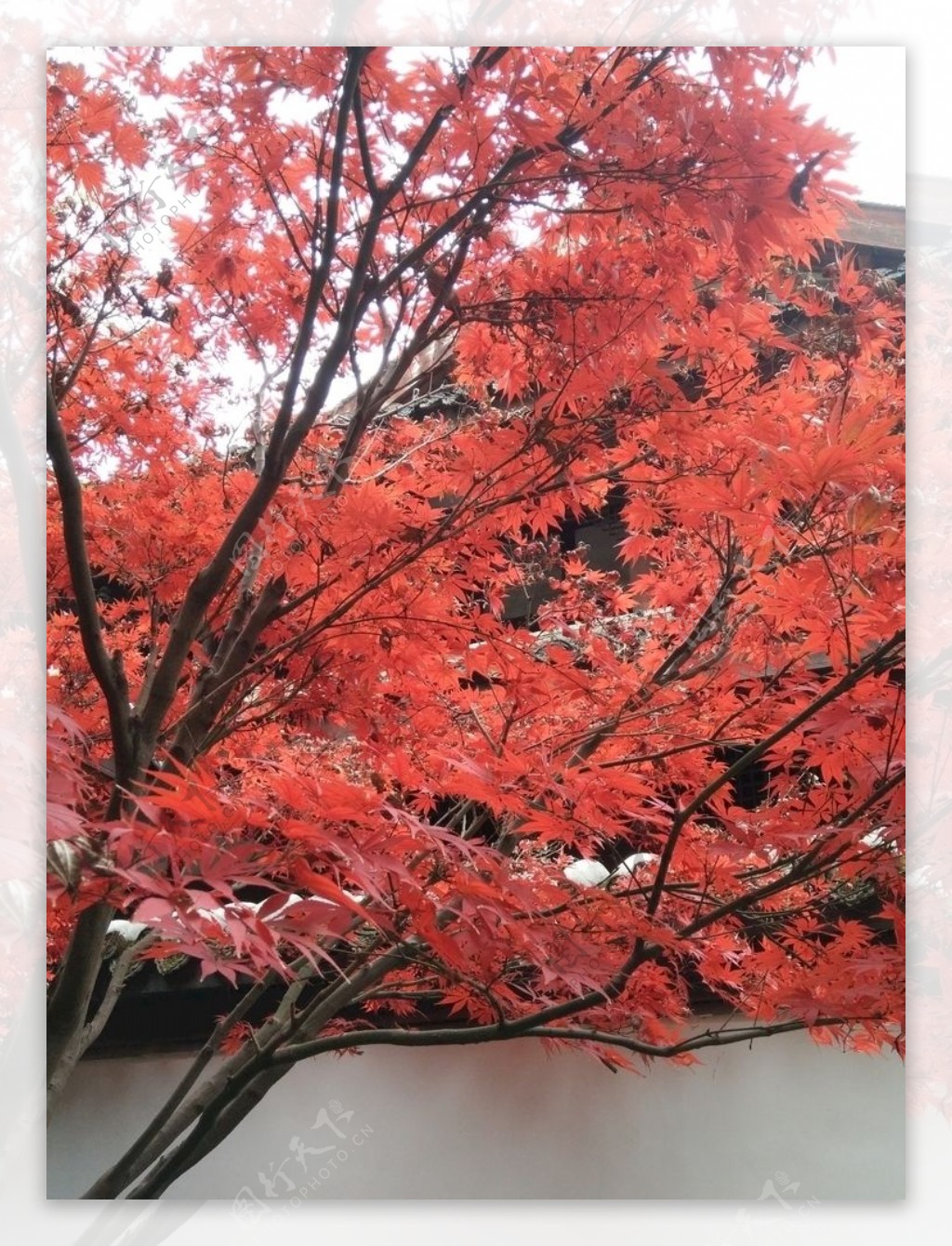 五角枫枫树红色枫叶树叶图片素材-编号35967271-图行天下