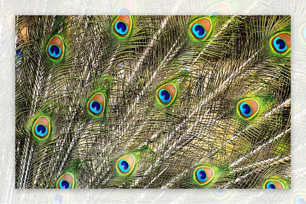 孔雀羽毛图片素材-编号36048601-图行天下